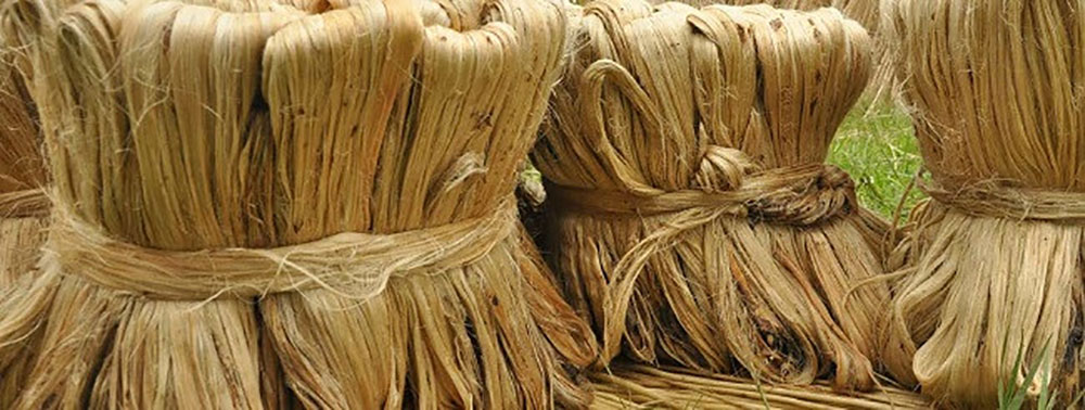 What is jute and jute fiber? - Elite Jute