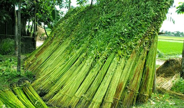 Top Jute Producing Countries in the World - Elite Jute